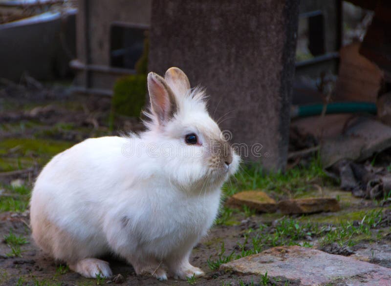 Rabbit, little sweet bunny stock photo. Image of ears - 112139726
