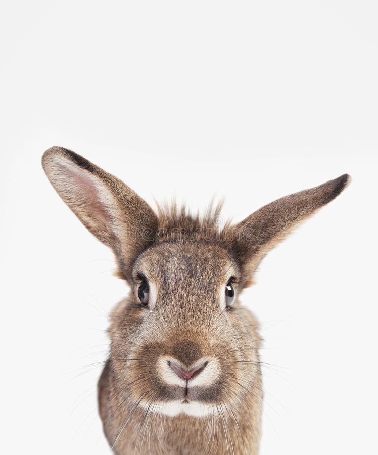 Rabbit long ears stock photo. Image of hare, animal - 135777752
