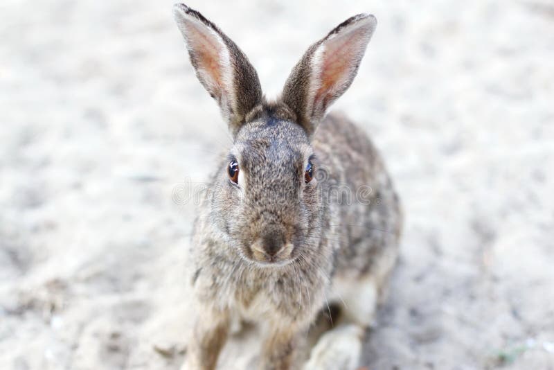 Rabbit with long ears stock image. Image of closeup, muzzle - 34095609