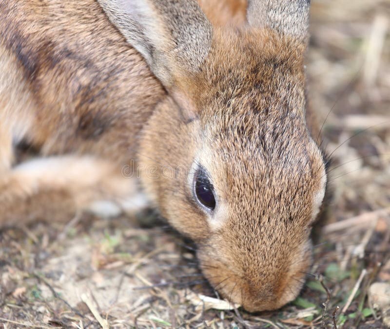 Rabbit with Long Ears and Ruffled Fur Stock Image - Image of frightened ...