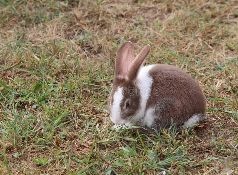 Rabbit with long ears stock image. Image of closeup, muzzle - 34095609