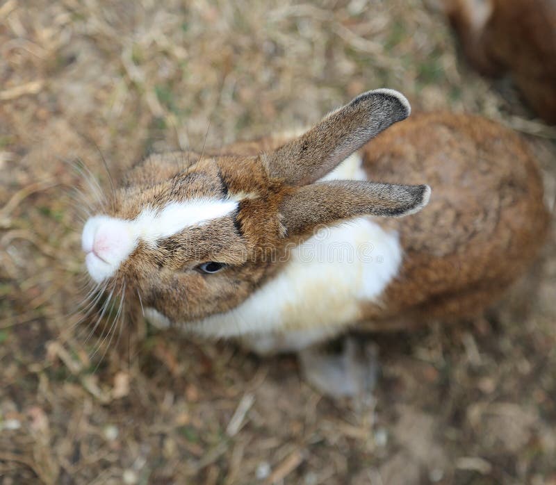 Rabbit with Long Ears and a Shiny Coat Stock Photo - Image of coat ...