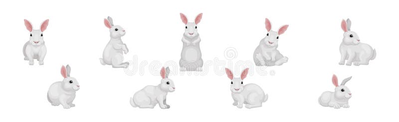 Rabbit with Long Ears and White Coat in Different Pose Vector Set Stock ...