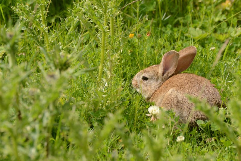 Rabbit stock photo. Image of wildlife, rabbit, thistle - 41567500