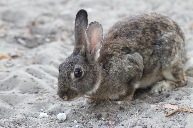 Rabbit with long hair stock photo. Image of long, ears - 32638432