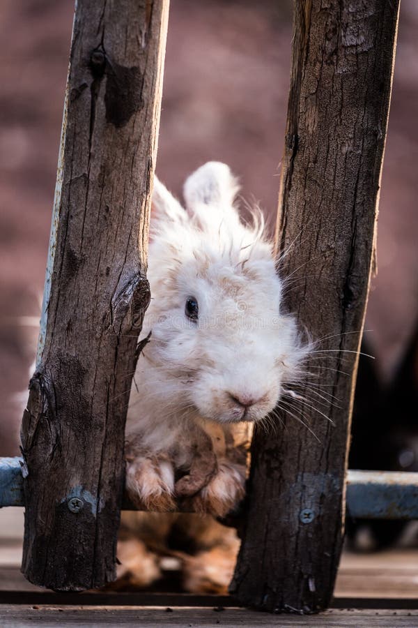 Rabbit in Poor Circumstances Stock Photo - Image of pets, nature: 67527798