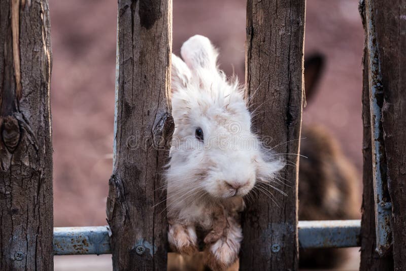 Rabbit stock image. Image of pets, animal, brown, meadow - 43477783