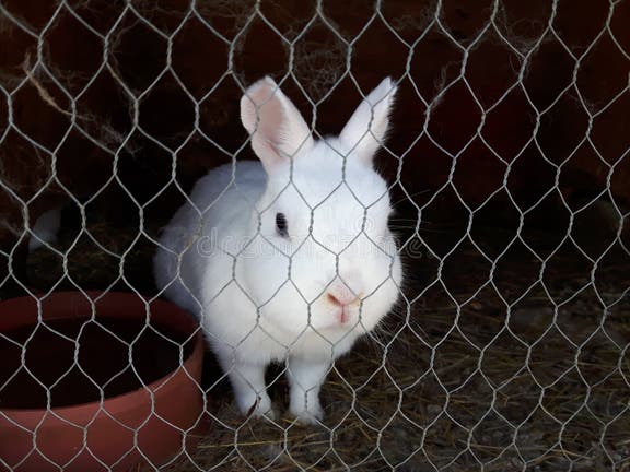 Rabbit stock photo. Image of jail, carrot, rabbit, looking - 89499730