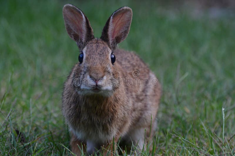 Rabbit stock photo. Image of cautiously, wild, staring - 91450010