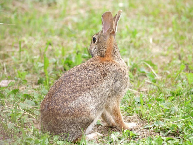 Rabbit Looking Behind His Back Stock Photo - Image of stanley, unique ...