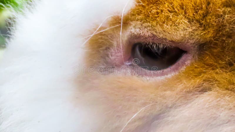 A rabbit looking calmly stock image. Image of beautiful - 177680071