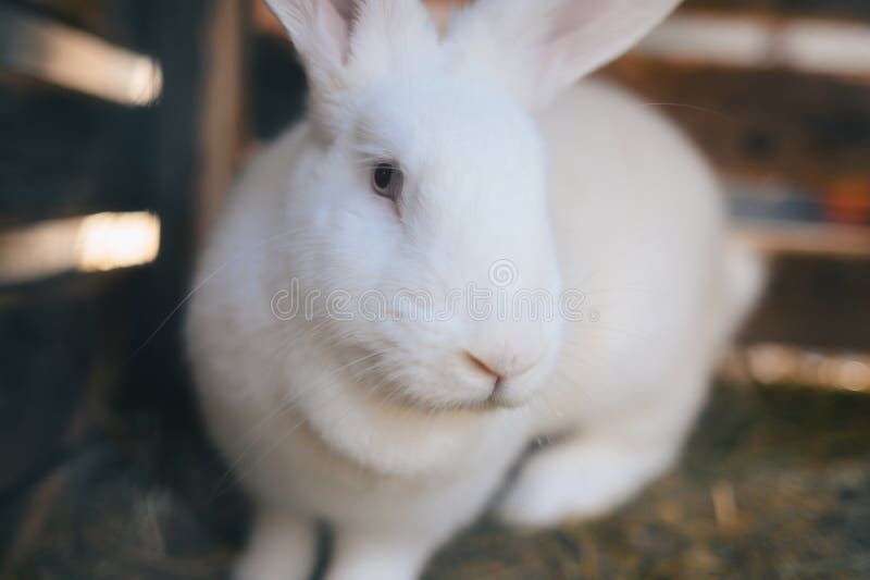Rabbit Looking into the Camera Stock Image - Image of wildlife, watch ...