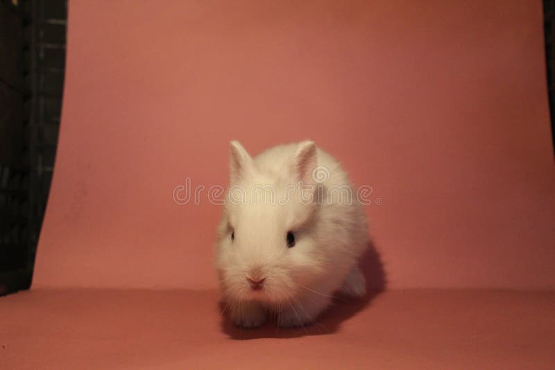 A Rabbit that is Looking at the Camera Stock Photo - Image of athens ...
