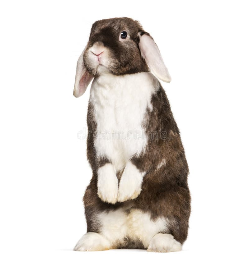 Rabbit Looking Straight Ahead Stock Image - Image of bunny, animals ...