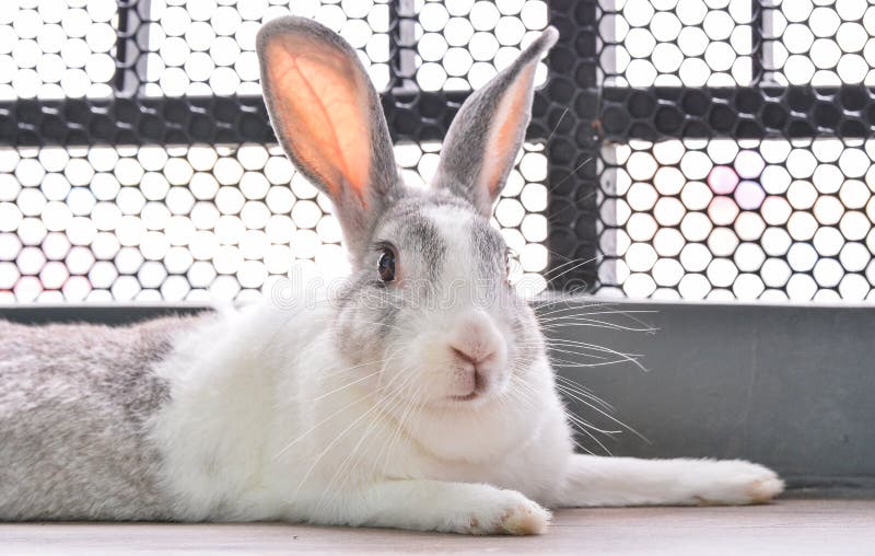 Rabbit looking stock photo. Image of bunny, small, focus - 98766962