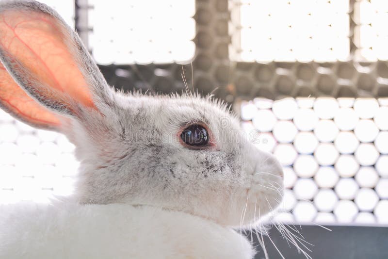Rabbit looking stock photo. Image of sleep, teeth, grey - 98766964