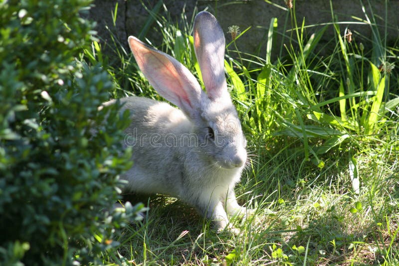 Rabbit looking for food stock photo. Image of cottontail - 1089082