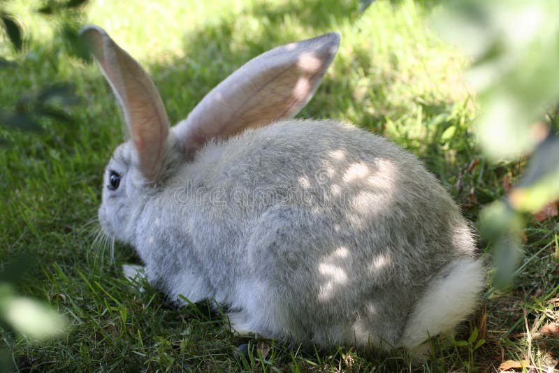 Big White Rabbit stock image. Image of white, fuzzy, giant - 14167795