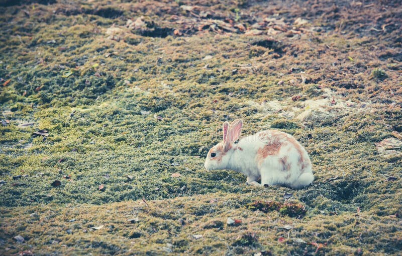 Rabbit Looking for food stock photo. Image of easter - 90644688