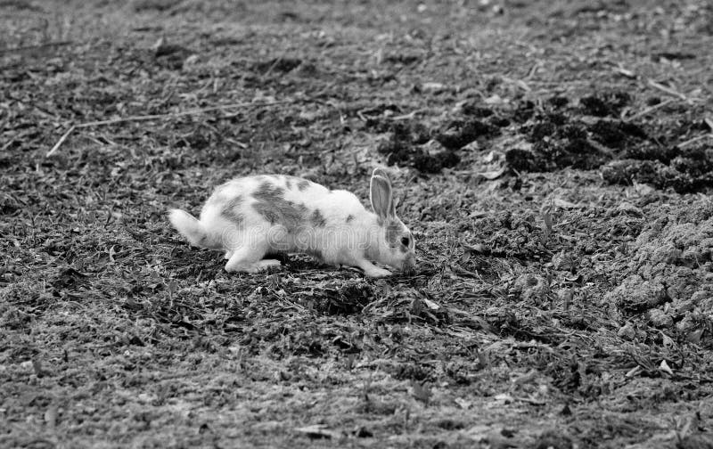 Rabbit Looking for food stock photo. Image of easter - 90644688