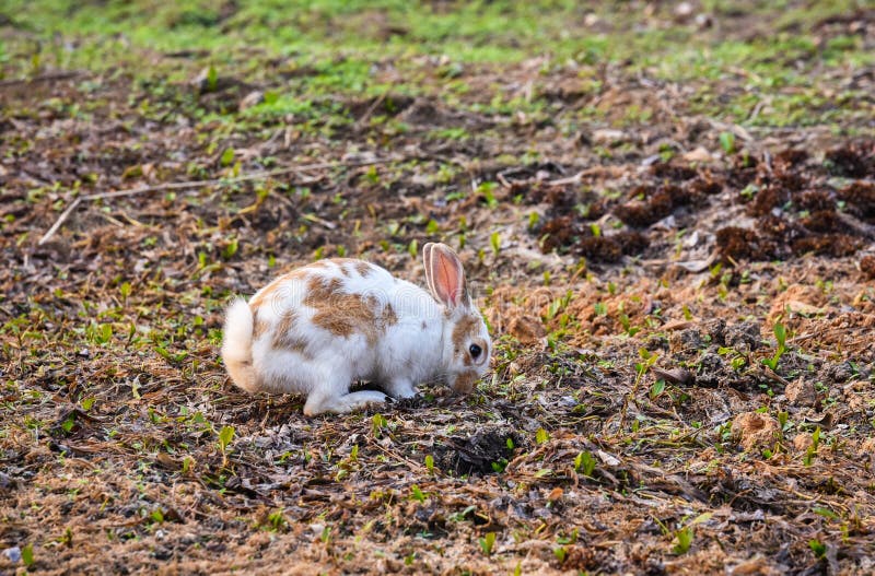 Rabbit Looking for food stock photo. Image of easter - 90644688
