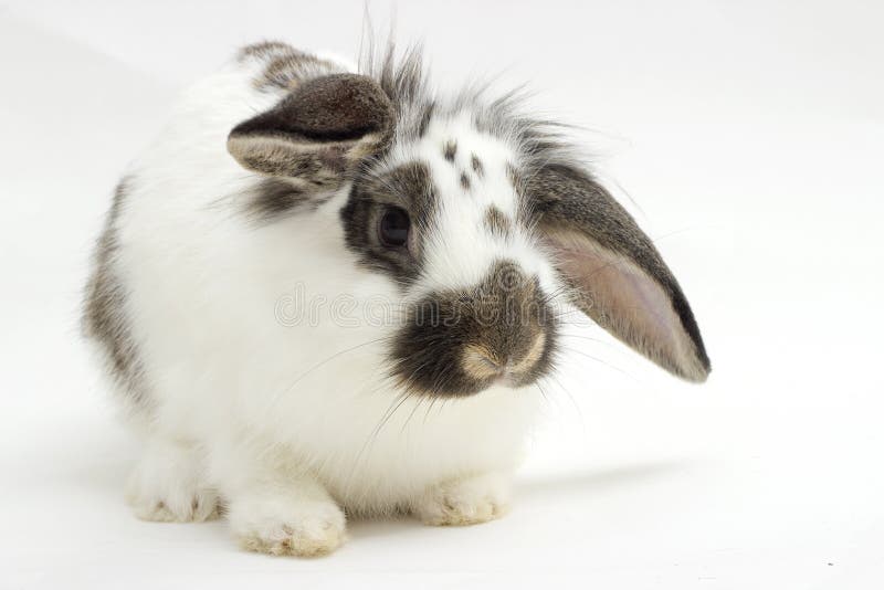 Rabbit looking stock photo. Image of mammal, portrait - 48286002