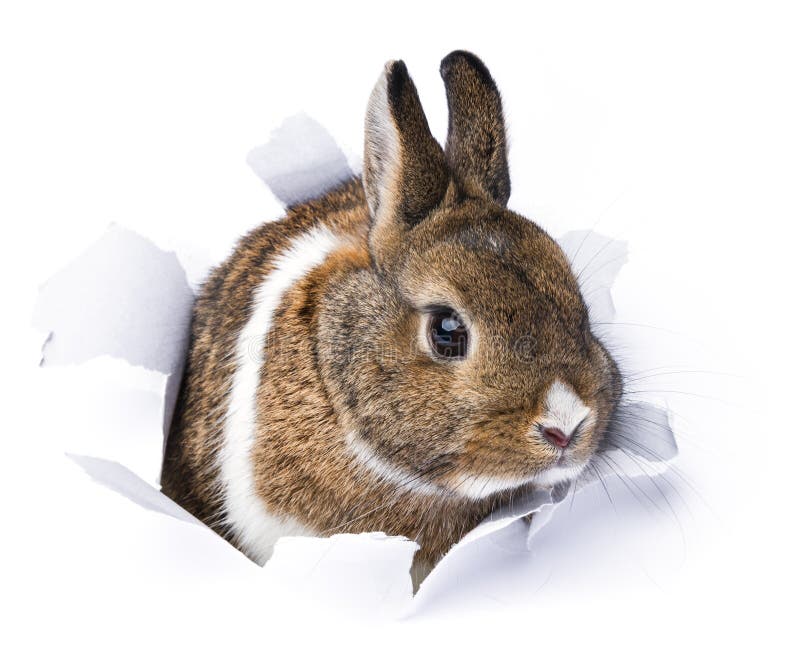 Rabbit Looks through a Hole in a Paper Stock Photo - Image of play ...