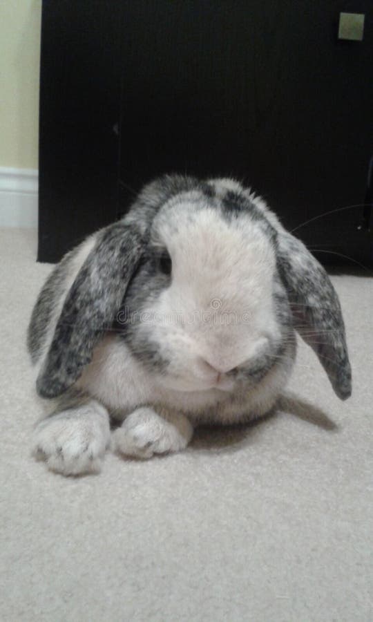 Rabbit looks for mummy stock image. Image of lean, mummy - 99850371