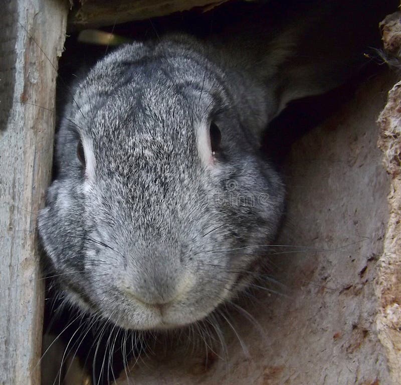 Close-up of a Rabbit S Head Stock Photo - Image of head, grey: 367018952