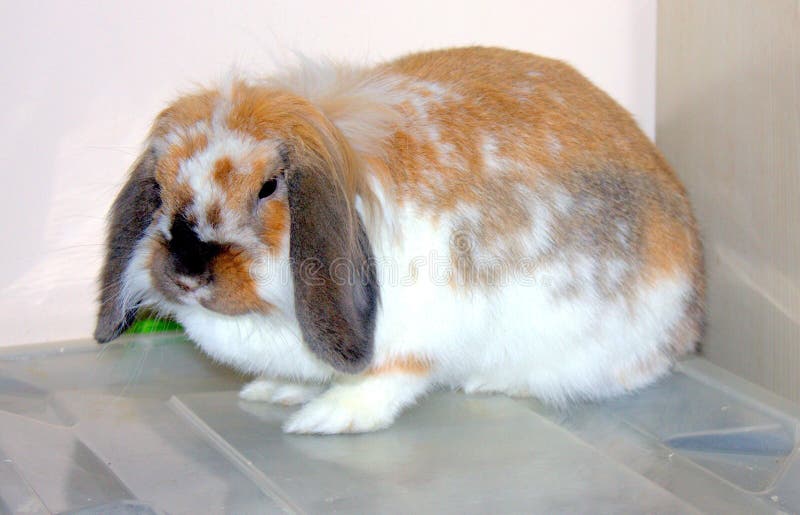 Angora lop-eared rabbit stock image. Image of mascot - 35184677