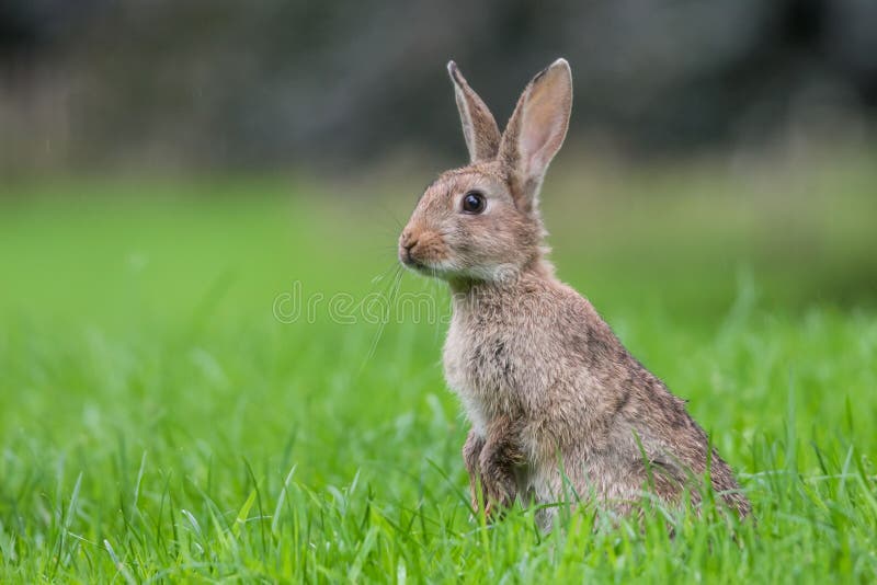 Rabbit Lounging in a Lush Green Field. Stock Image - Image of idyllic ...