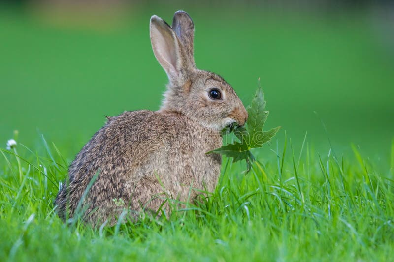 Rabbit Lounging in a Lush Green Field. Stock Image - Image of leisure ...