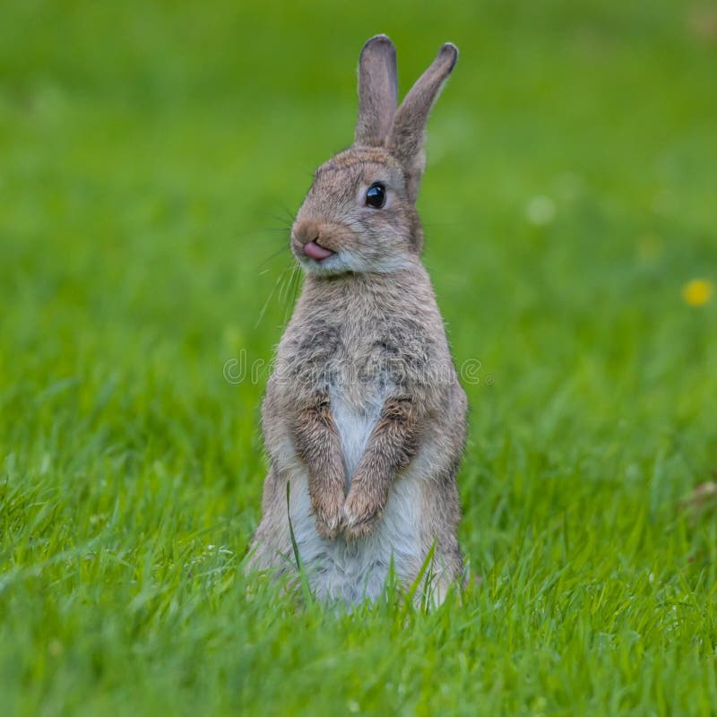 Rabbit Lounging in a Lush Green Field. Stock Image - Image of grazing ...