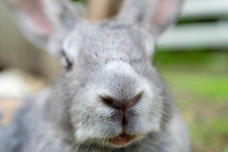 Rabbit Lovely Close Up in the Farm Stock Image - Image of baby, bunny ...