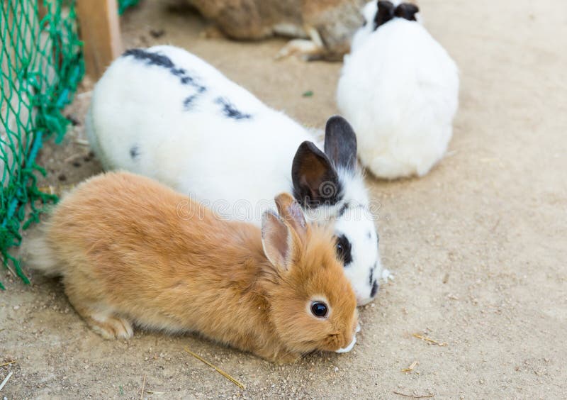 Rabbit stock photo. Image of farm, meadow, countryside - 36488146