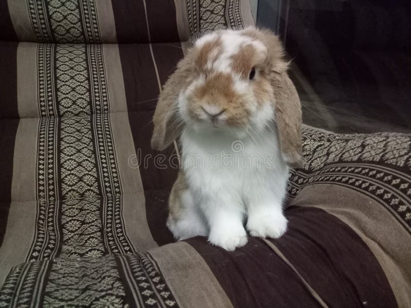 Rabbit stock image. Image of love, honesty, lovely, rabbit - 107747425