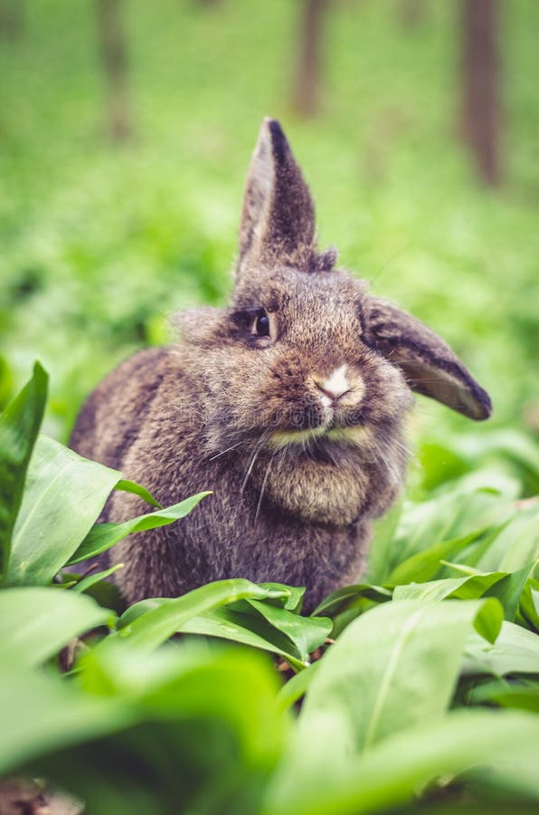 Rabbit stock photo. Image of brown, wildlife, wild, green - 248045802