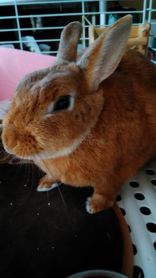 Rabbit stock image. Image of cute, happy, smile, rabbit - 107377639