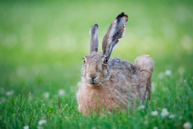 Rabbit lying down on grass stock image. Image of space - 96483513