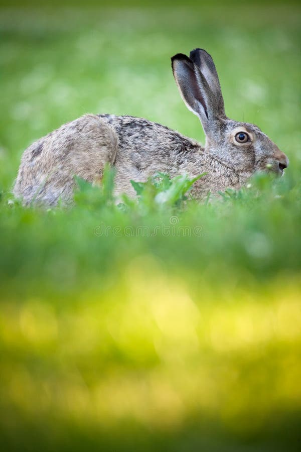 104 Brown Rabbit Lying Down Photos - Free & Royalty-Free Stock Photos ...