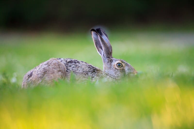 104 Brown Rabbit Lying Down Photos - Free & Royalty-Free Stock Photos ...