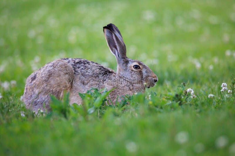 Rabbit Lying Down on a Grass Stock Image - Image of natural, grass ...