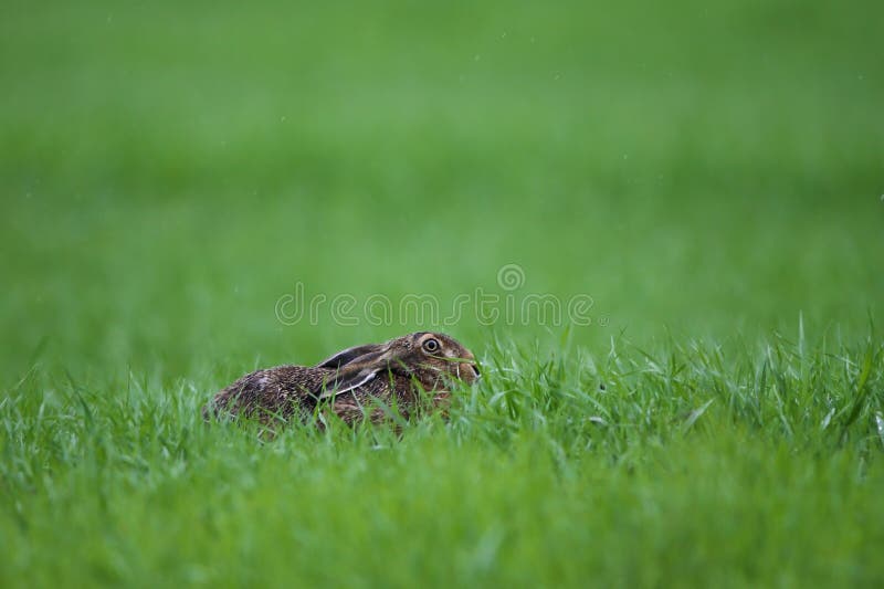 Rabbit Lying Down on a Grass Stock Photo - Image of meadow, baby: 68652206