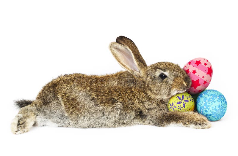 Rabbit lying down stock image. Image of fluffy, nature - 71538429