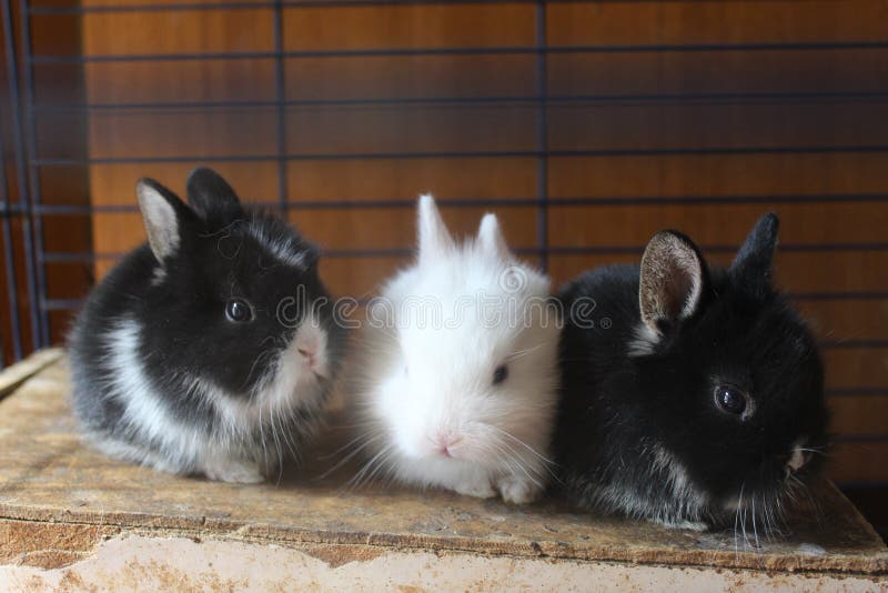 A Rabbit that is Lying Down and Looking at the Camera Stock Image ...