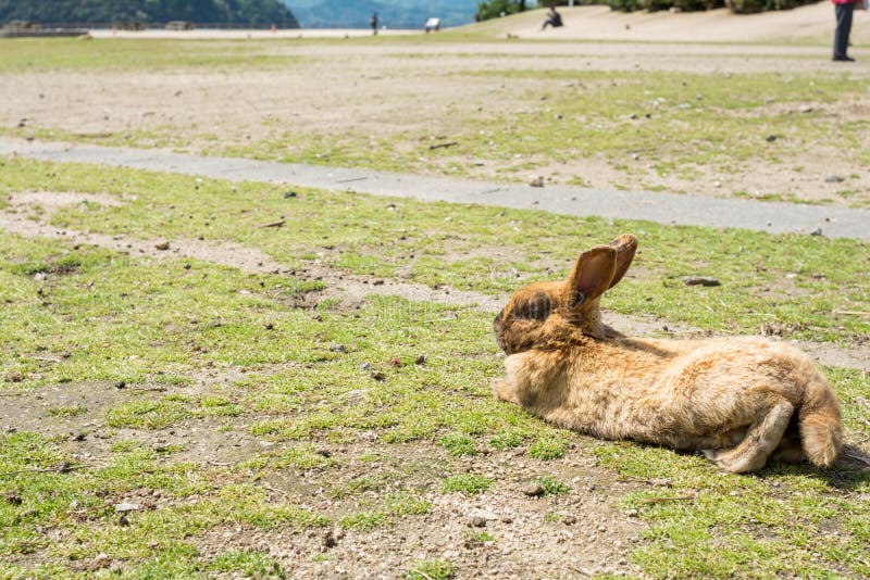 Rabbit lying down stock photo. Image of pretty, travel - 85323528