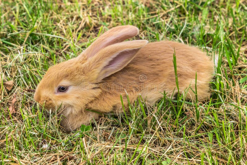 Rabbit Is Lying Near A Basket On A Black Background Stock Photo - Image ...