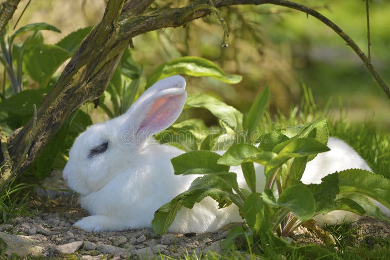 Rabbit lying on the ground stock image. Image of cottontail - 138200549