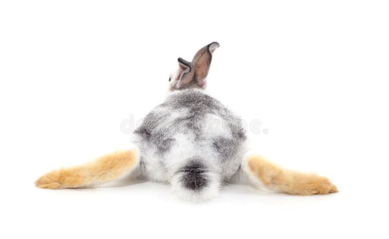 2,145 Back Rabbit Stock Photos - Free & Royalty-Free Stock Photos from ...