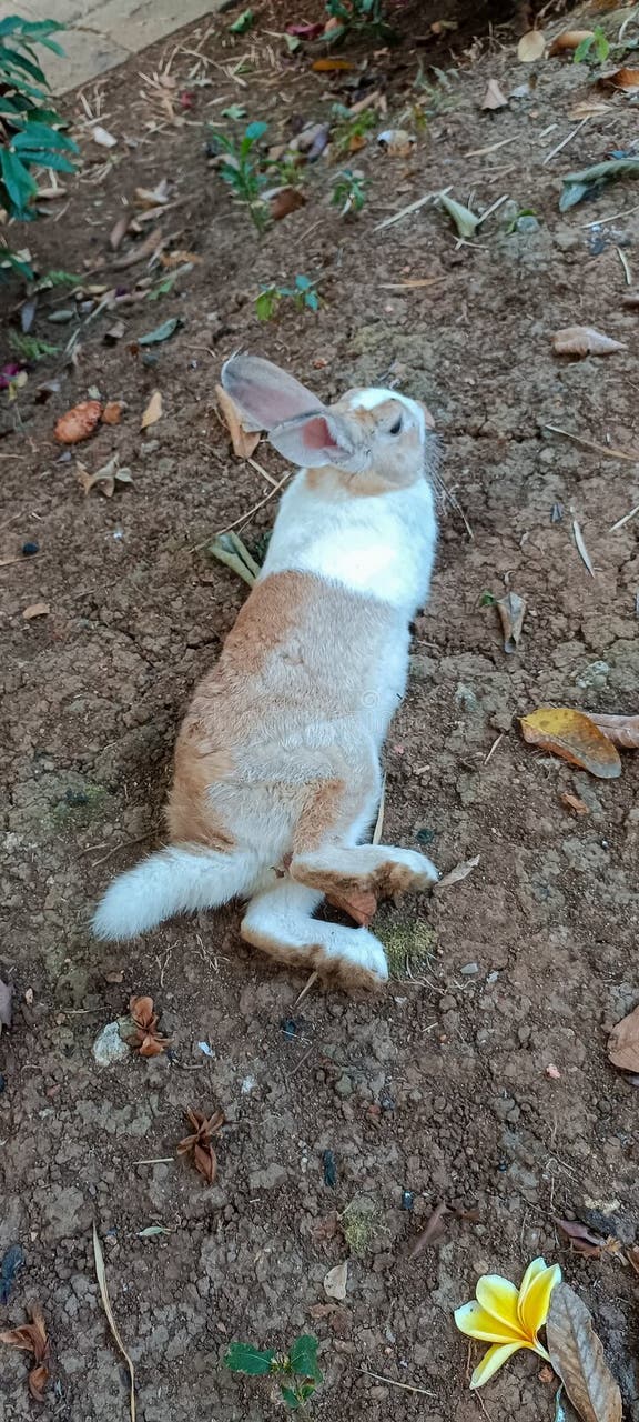 A Rabbit is Lying Relaxed on the Ground Stock Image - Image of lying ...